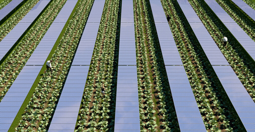 Agrivoltaics: new energy for agriculture - Heliopolis