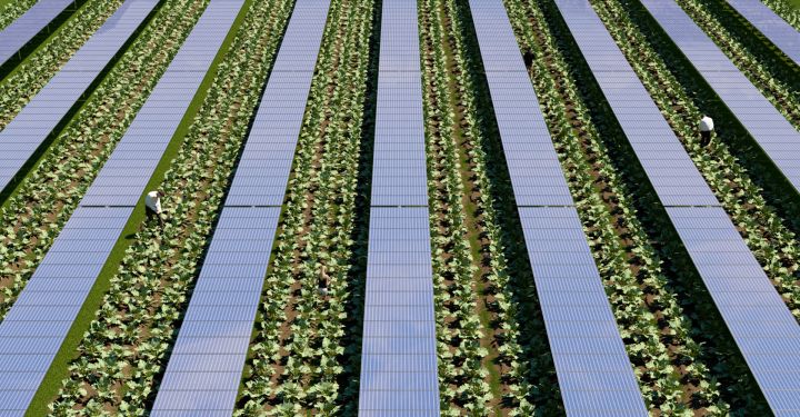 Agrivoltaics: new energy for agriculture - Heliopolis